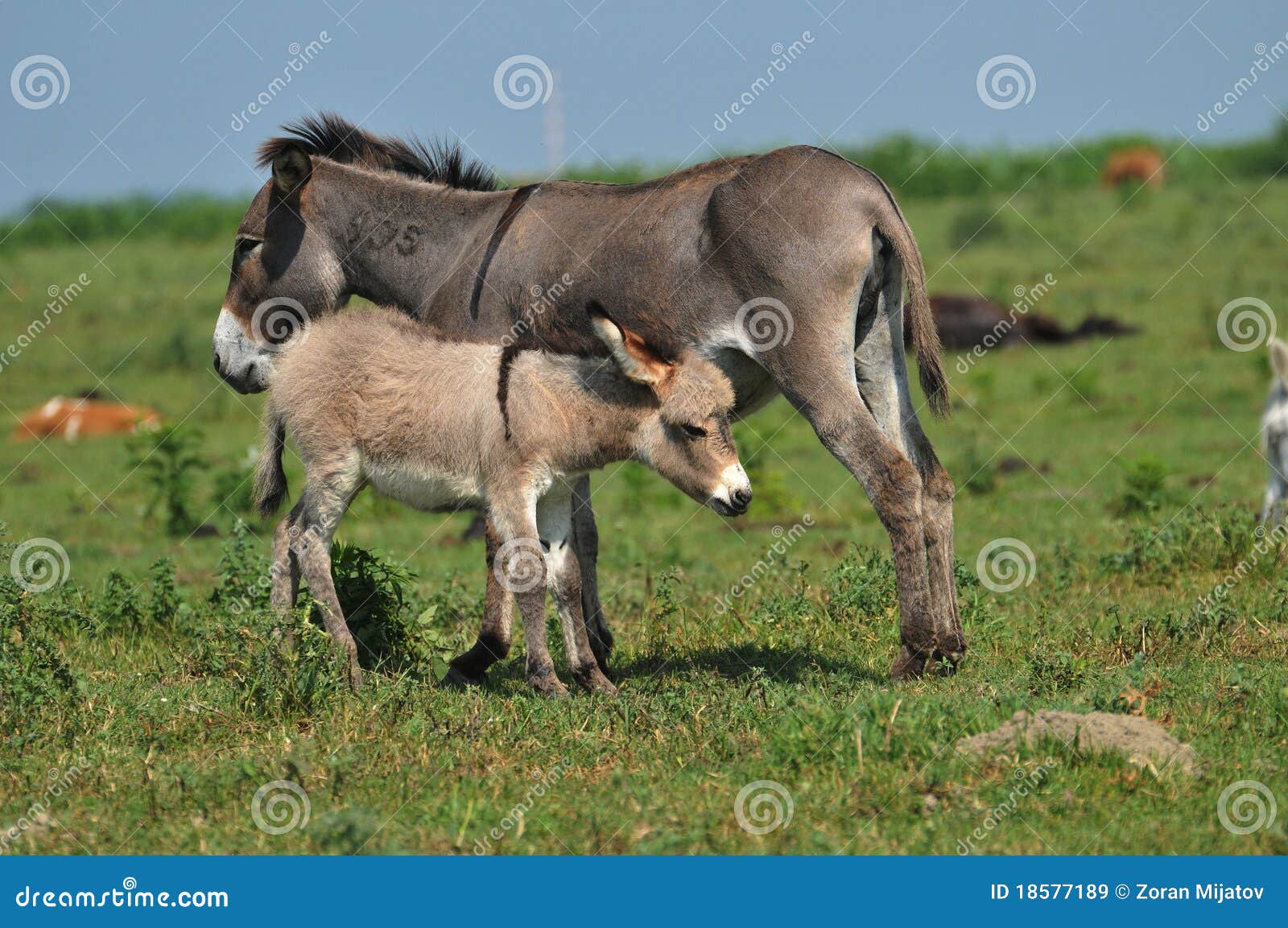 8,166 Donkey Pasture Stock Photos - Free & Royalty-Free Stock Photos ...