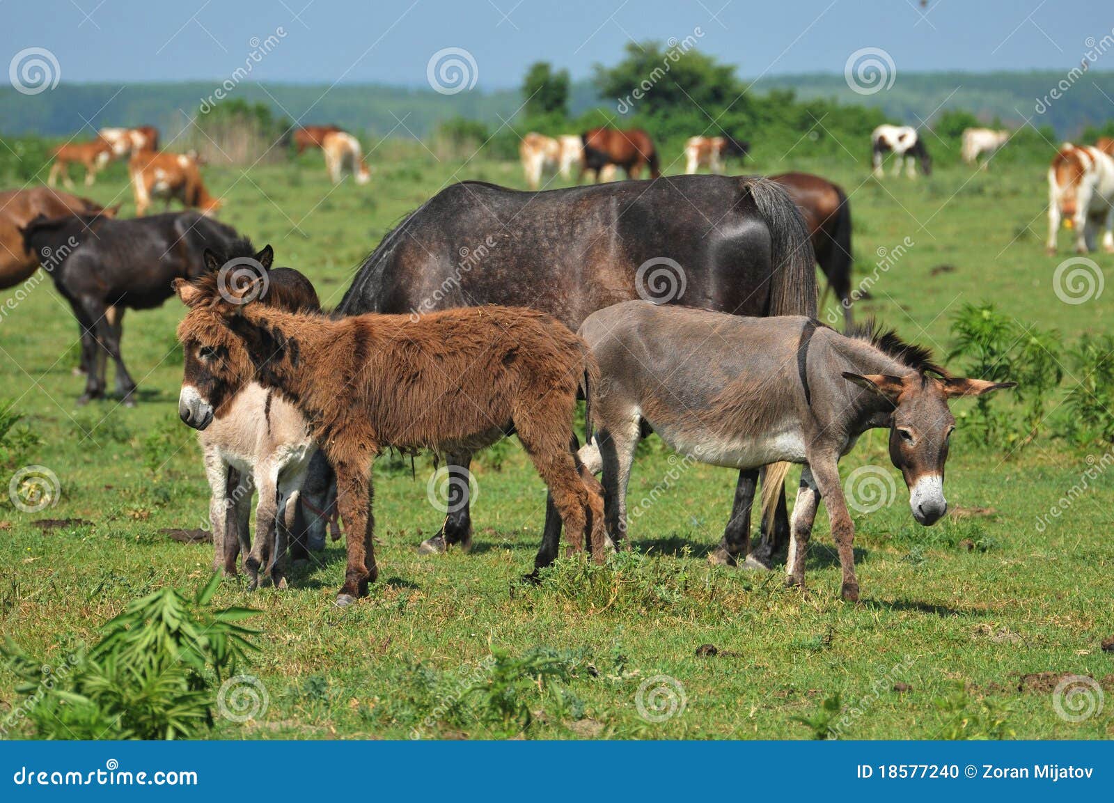 Donkey In The Pasture. Donkey In A Nature Reserve. Farm Animal In ...