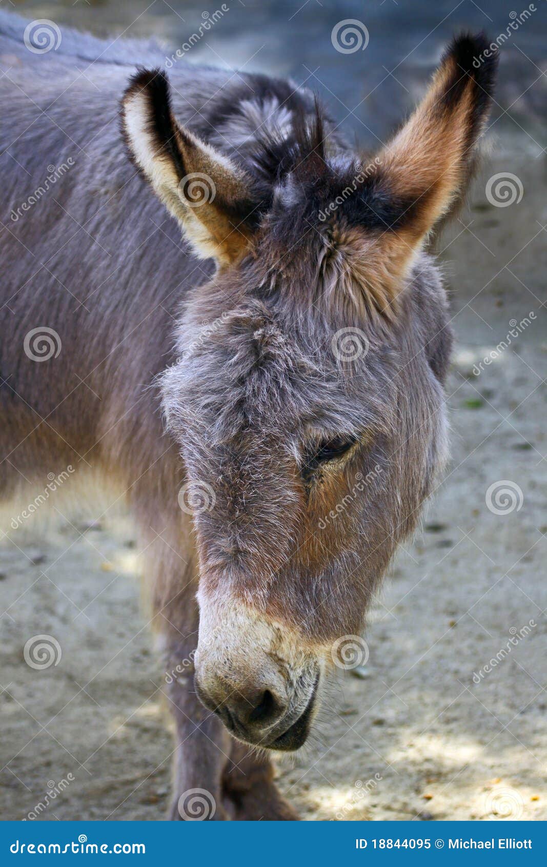 Donkey stock image. Image of mouth, expression, docile - 18844095