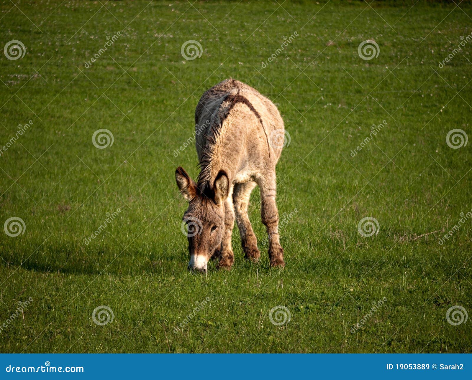 Donkey stock image. Image of markings, mammal, grass - 19053889