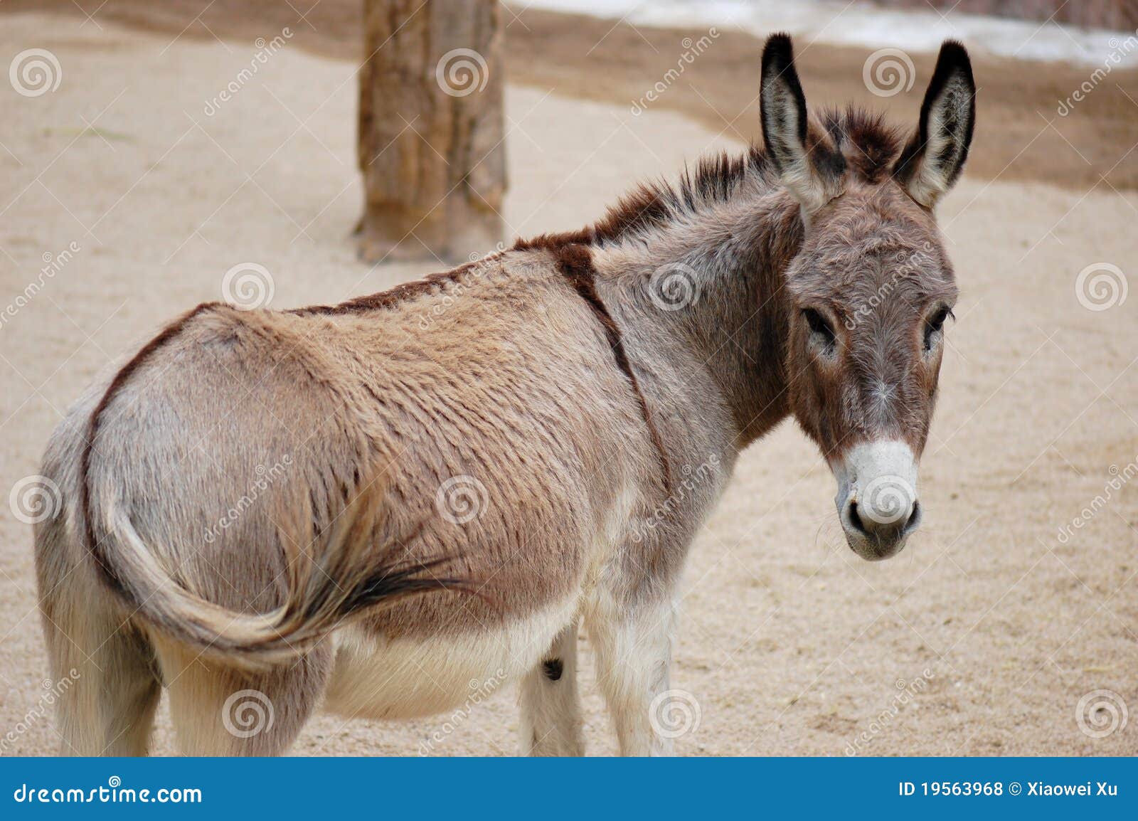 The donkey stock photo. Image of tail, domestic, chinese - 19563968