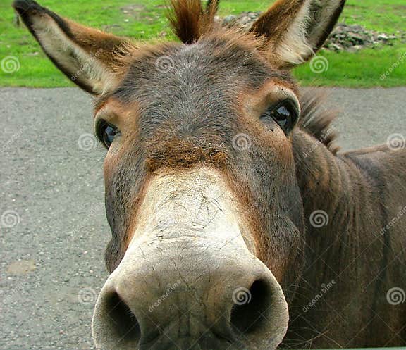 Donkey stock photo. Image of close, animal, nostrils, stare - 208148