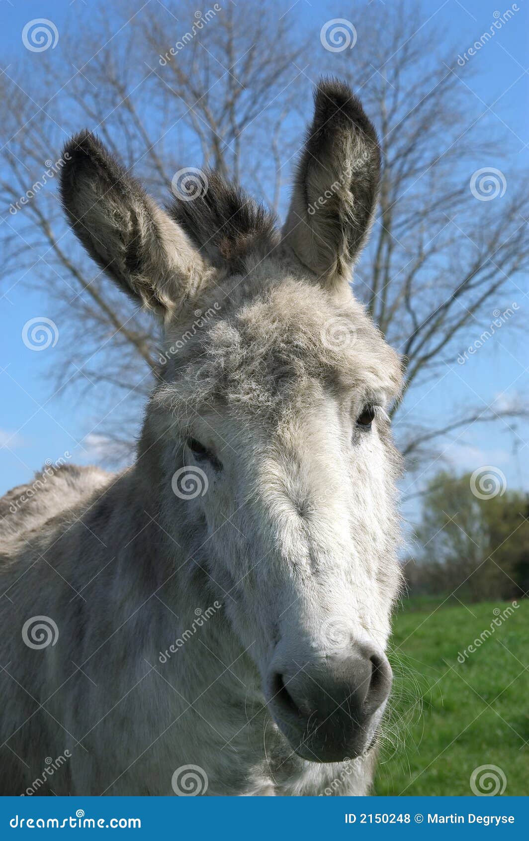 Donkey stock photo. Image of green, gray, single, grey - 2150248