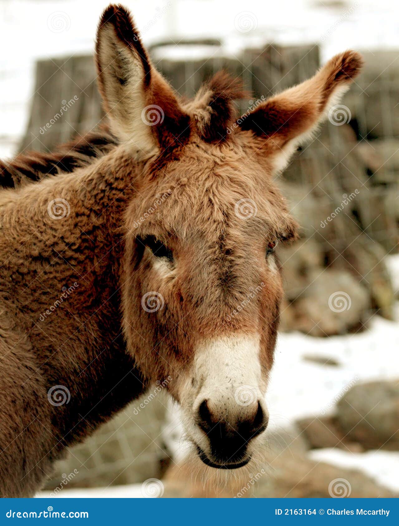 Donkey stock photo. Image of rural, white, head, work - 2163164