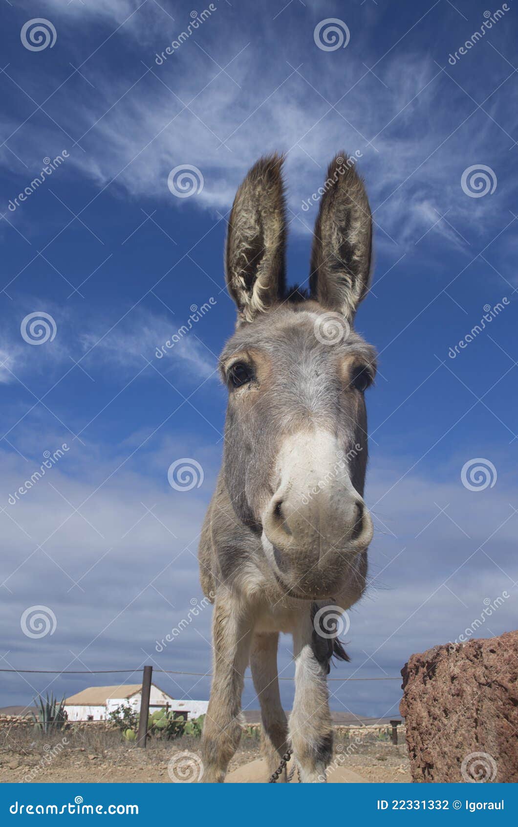 Donkey stock photo. Image of mule, rural, vertebrate - 22331332
