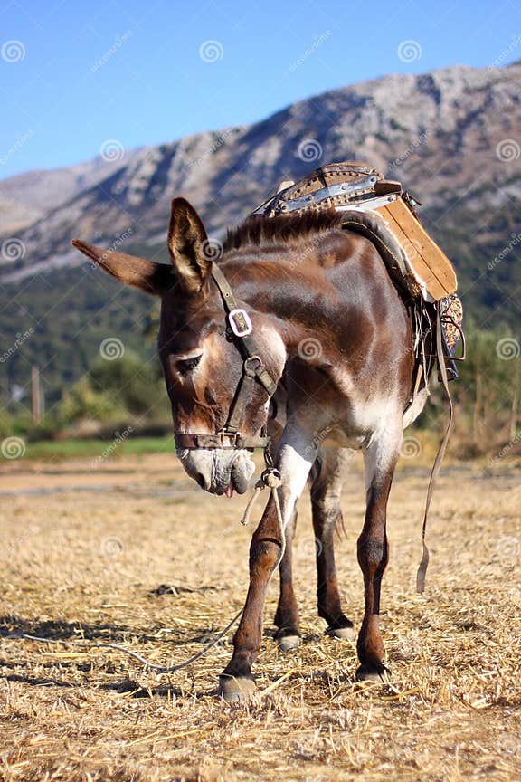 Donkey stock image. Image of pasture, calf, speed, animal - 22714983