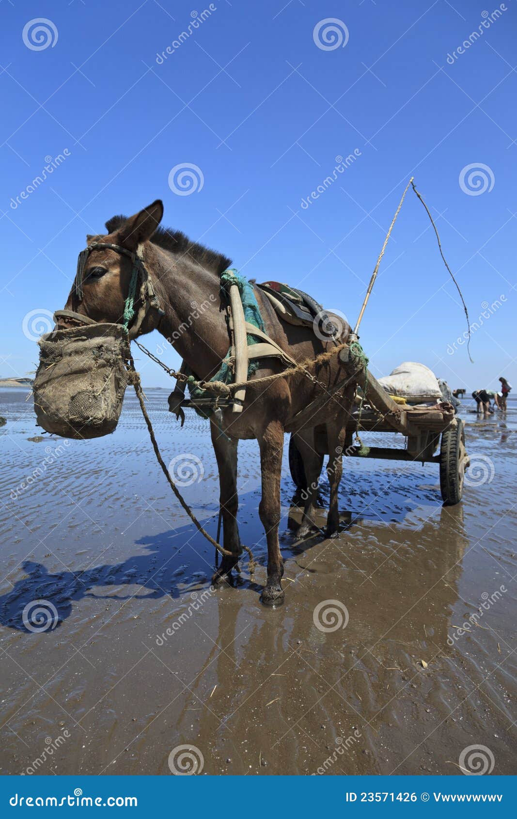 A donkey stock photo. Image of wheel, digging, clear - 23571426