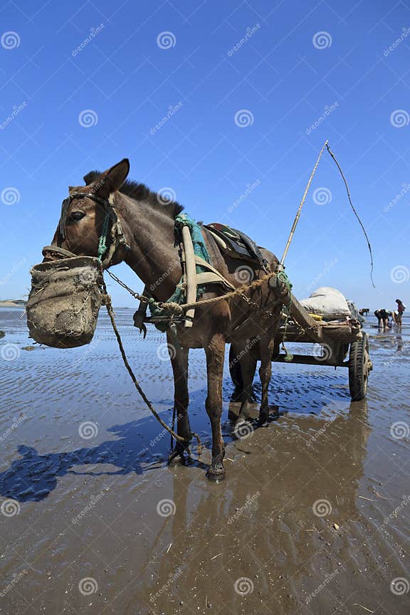 A donkey stock photo. Image of wheel, digging, clear - 23571426