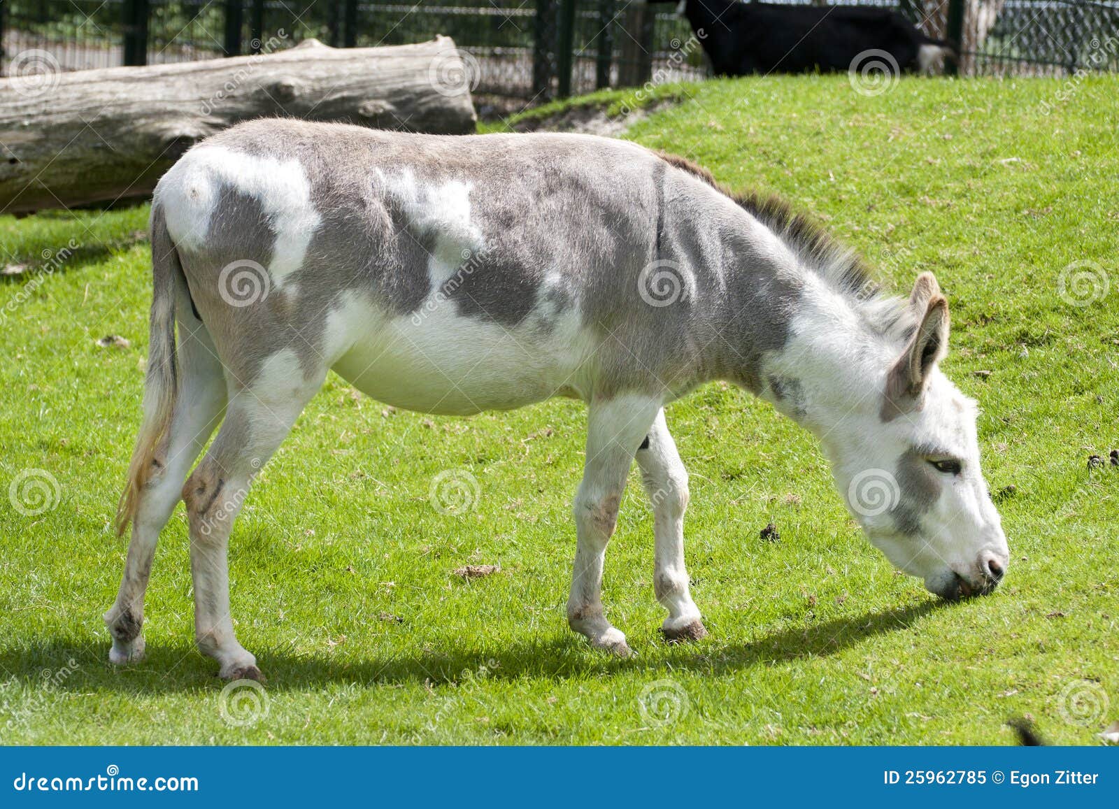 Pack Mule Stock Image | CartoonDealer.com #11351515