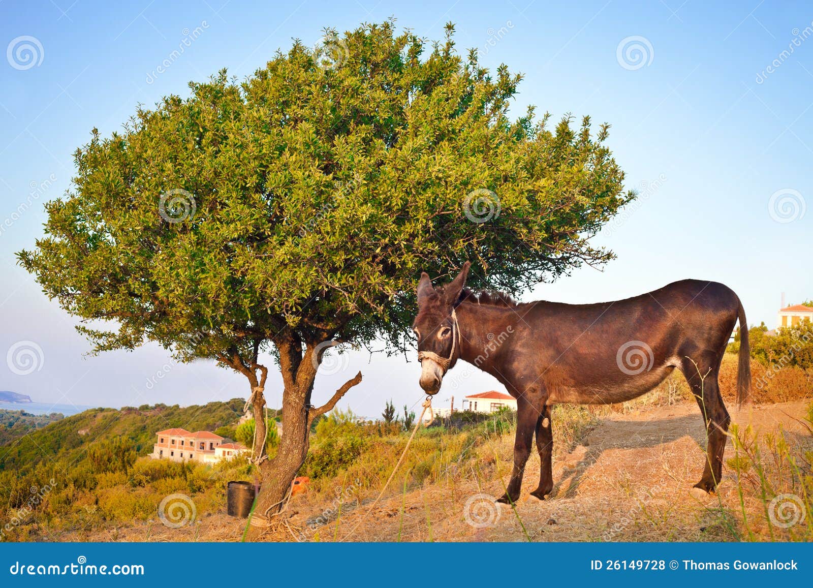 Donkey stock photo. Image of farm, labour, outdoors, dawn - 26149728
