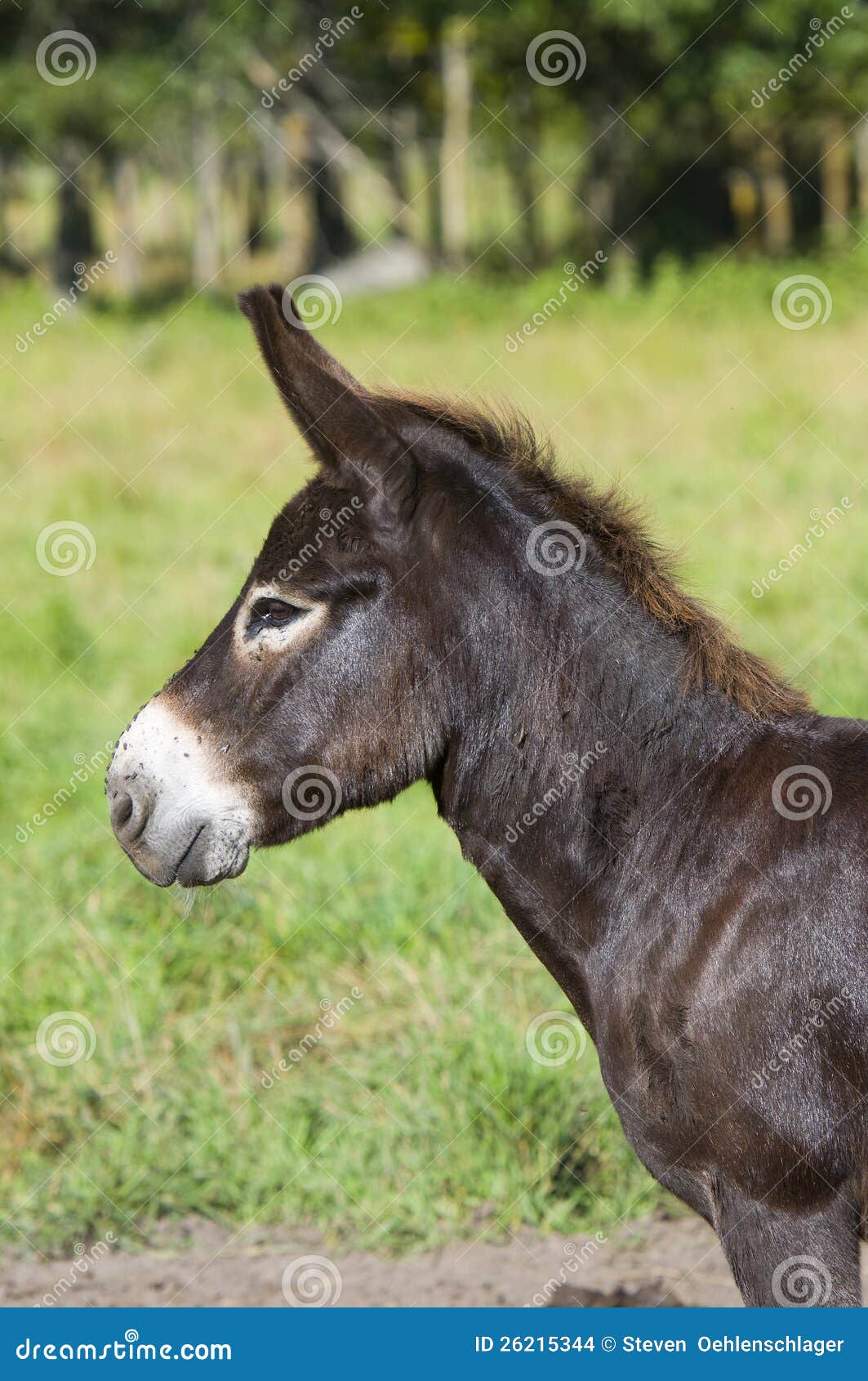 Donkey stock photo. Image of horse, herd, tough, donkey - 26215344