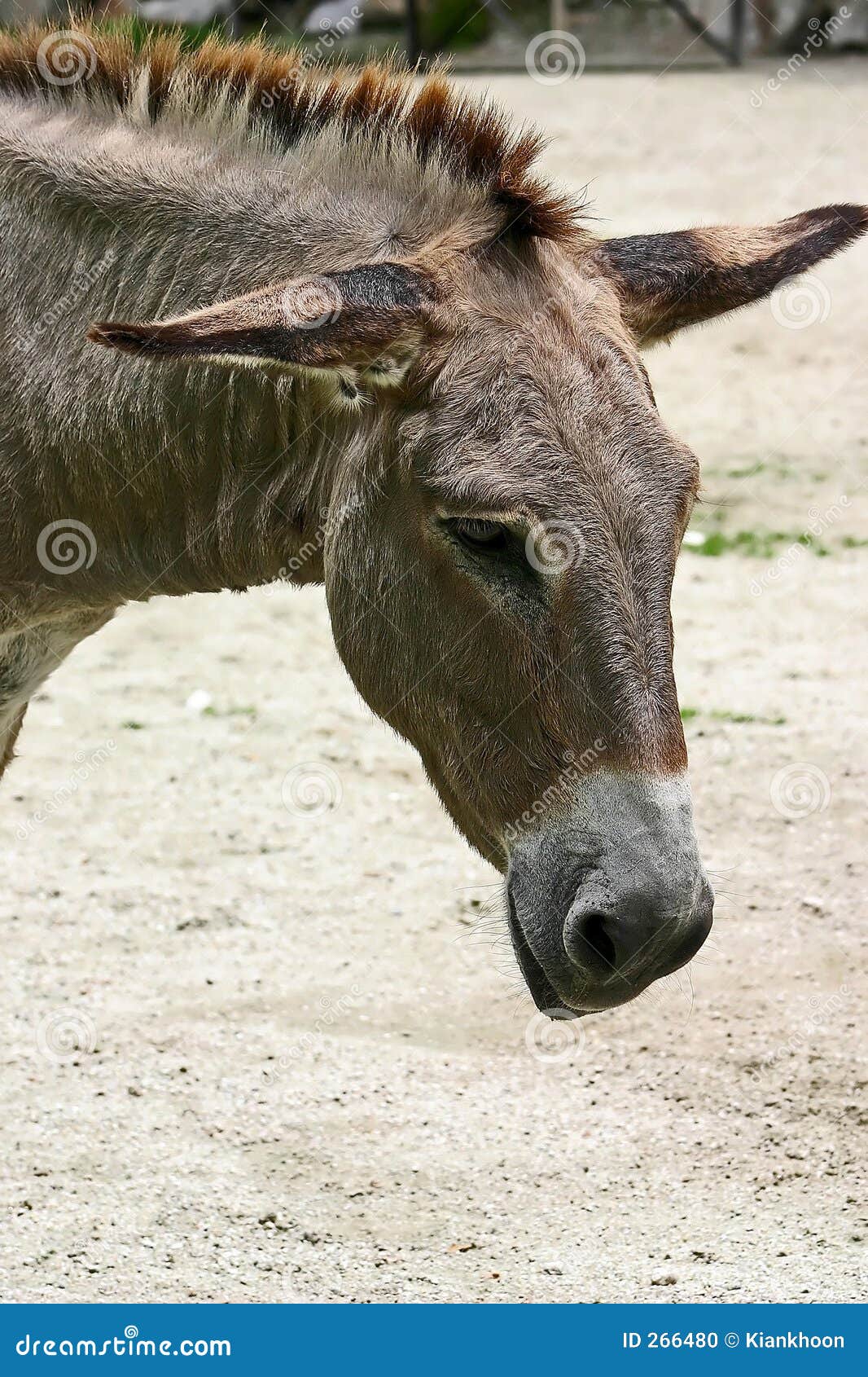 Donkey stock photo. Image of ride, donkey, animal, zoology - 266480