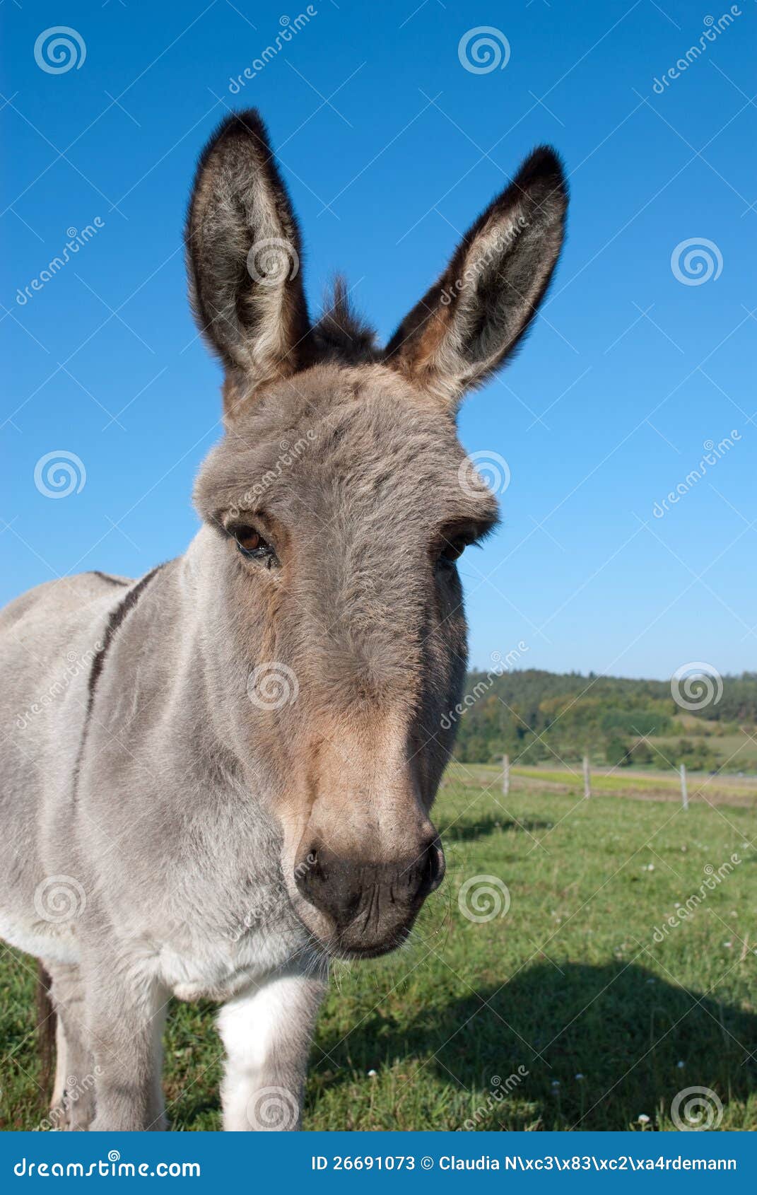 Donkey stock image. Image of single, blue, grey, hoofed - 26691073