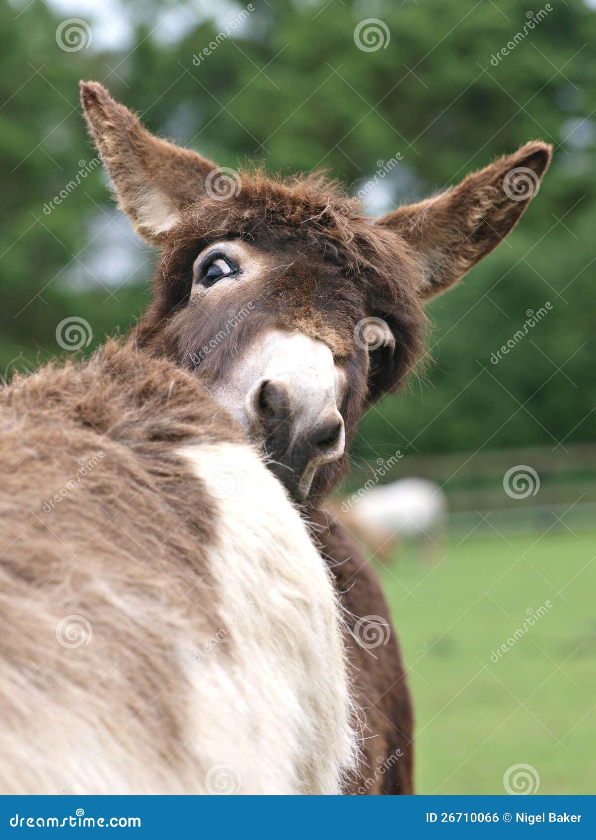 Donkey stock photo. Image of bite, donkey, scratch, funny - 26710066