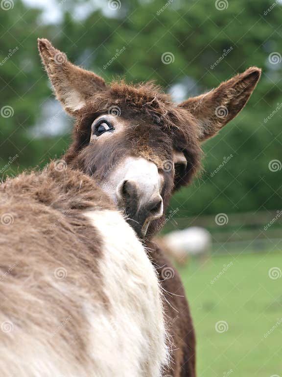 Donkey stock photo. Image of bite, donkey, scratch, funny - 26710066