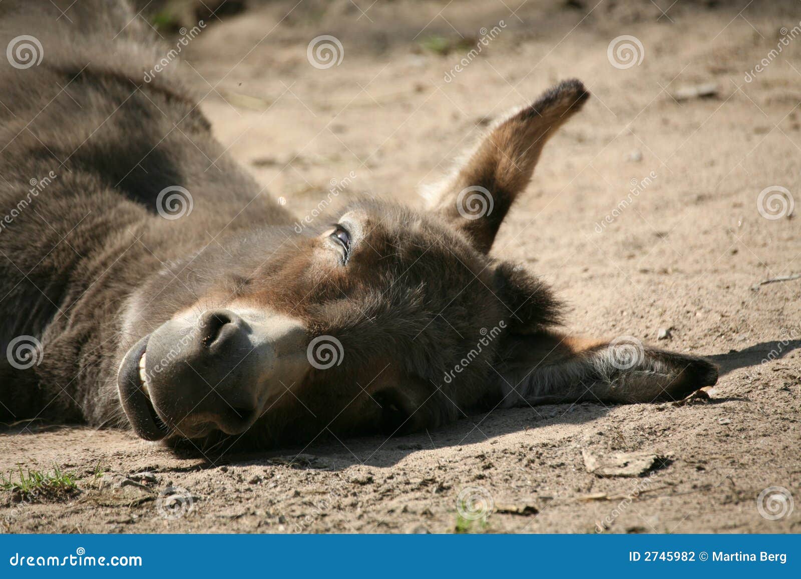 Donkey stock photo. Image of field, sand, riding, agriculture - 2745982