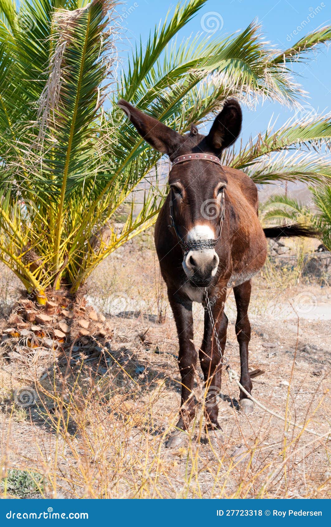 Donkey stock photo. Image of chained, livestock, tethered - 27723318