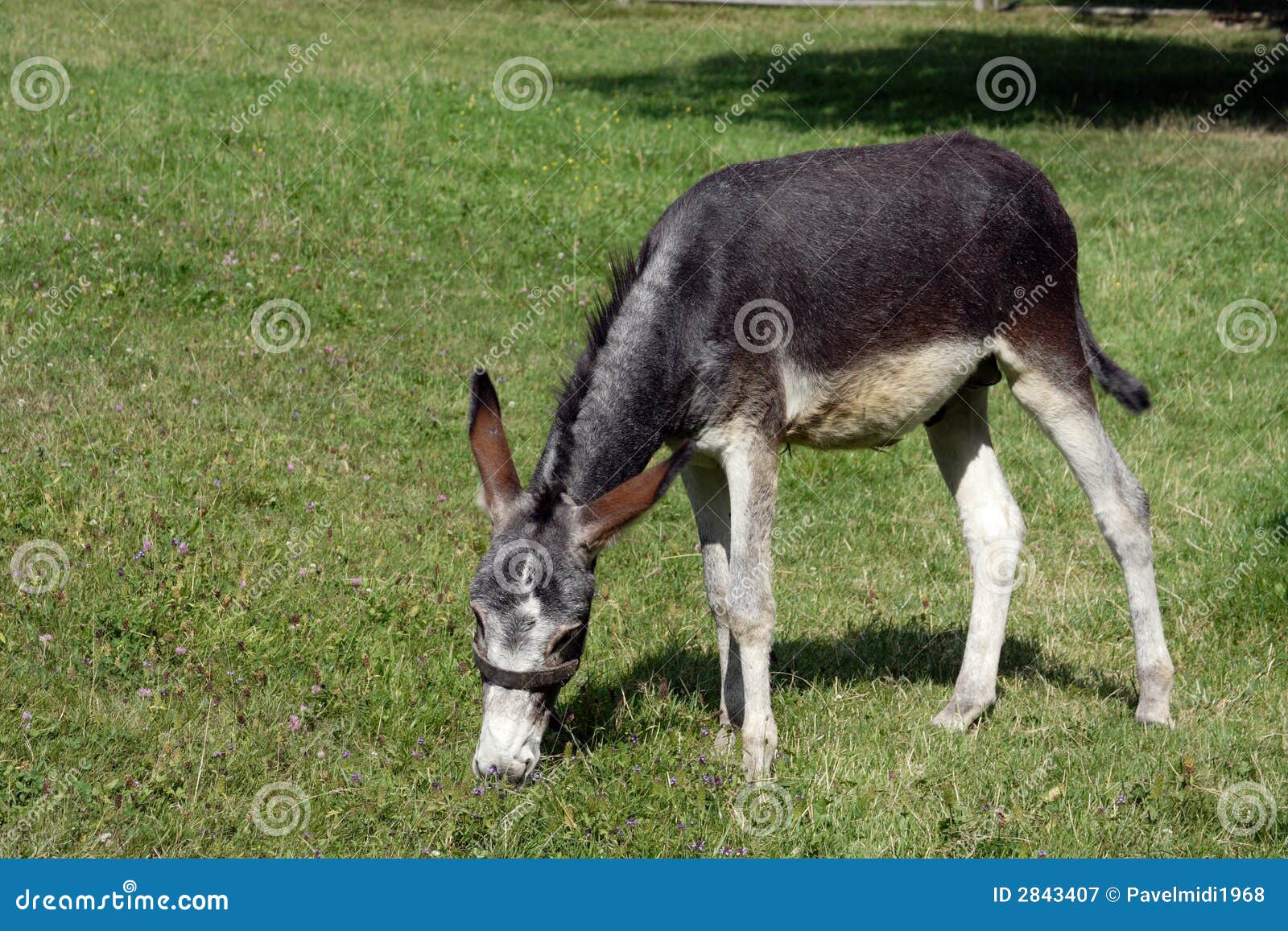Donkey stock image. Image of agriculture, blue, burro - 2843407