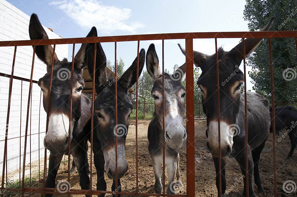 Donkey stock photo. Image of face, head, mammals, shooting - 297509610