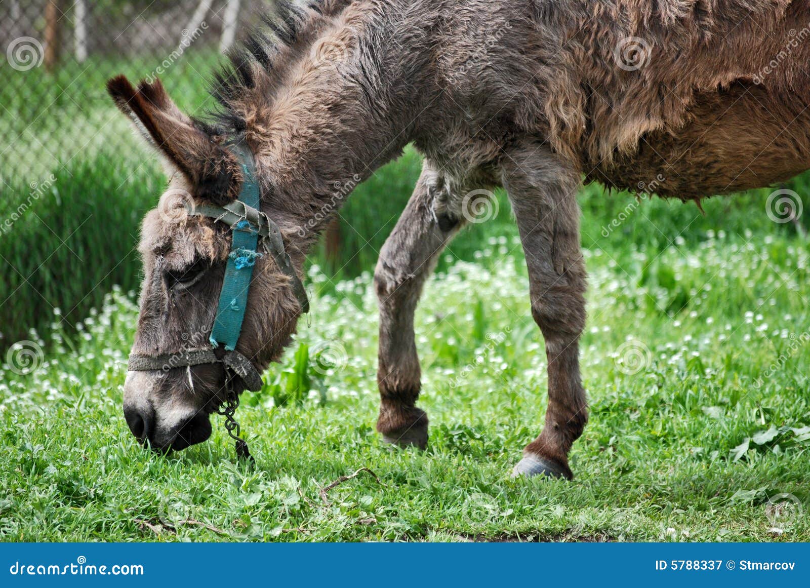 Donkey 3 stock image. Image of green, legs, brown, donkey - 5788337
