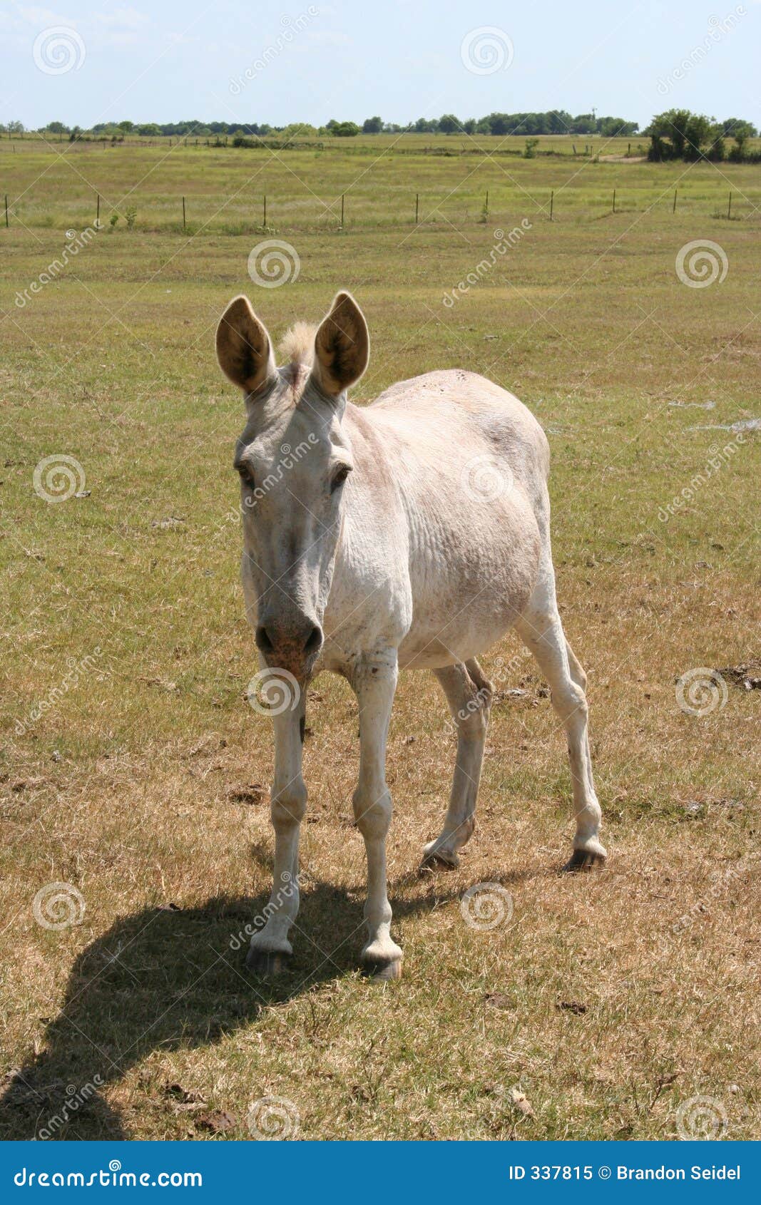 Donkey stock image. Image of ears, ranch, donkey, face - 337815