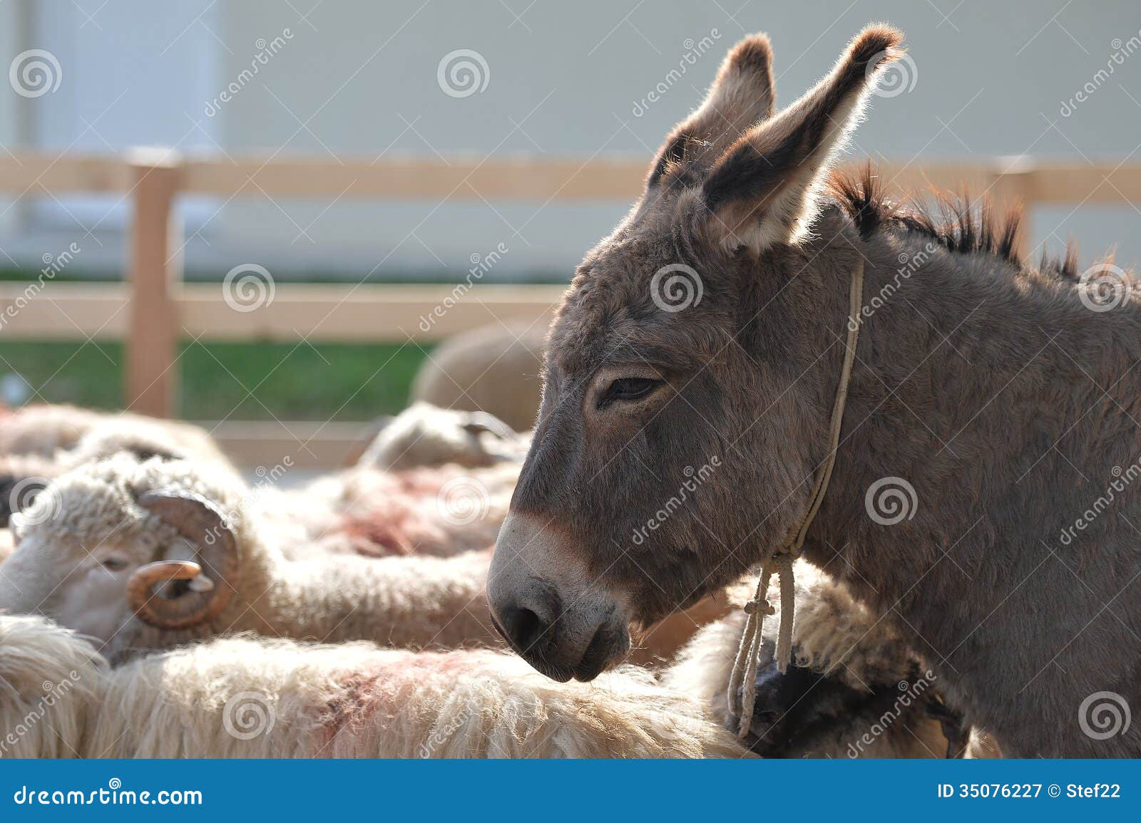 129 Mini White Donkey Stock Photos - Free & Royalty-Free Stock Photos ...