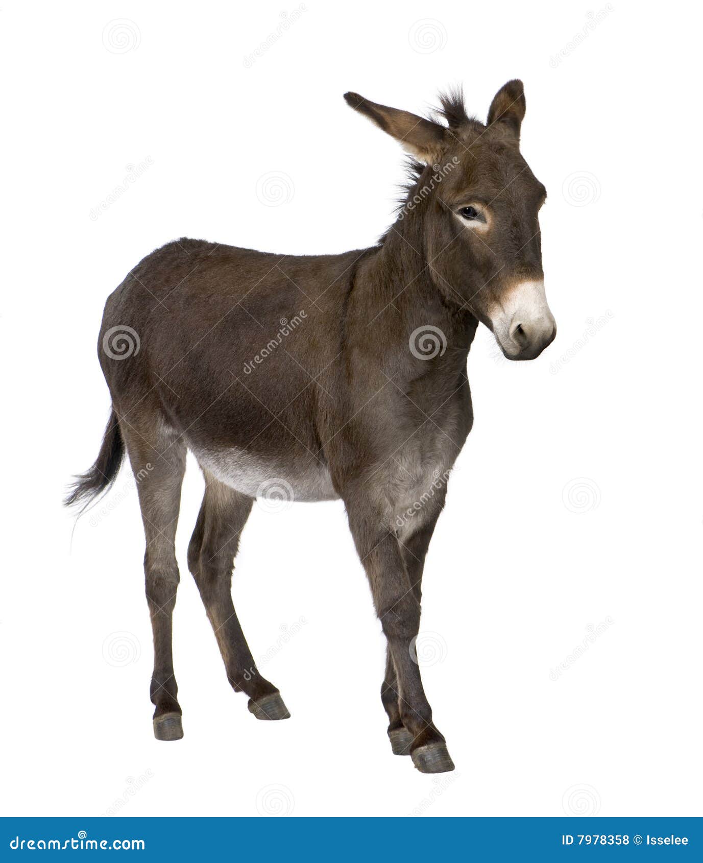 Donkey 05 Royalty-Free Stock Photography | CartoonDealer.com #2946323