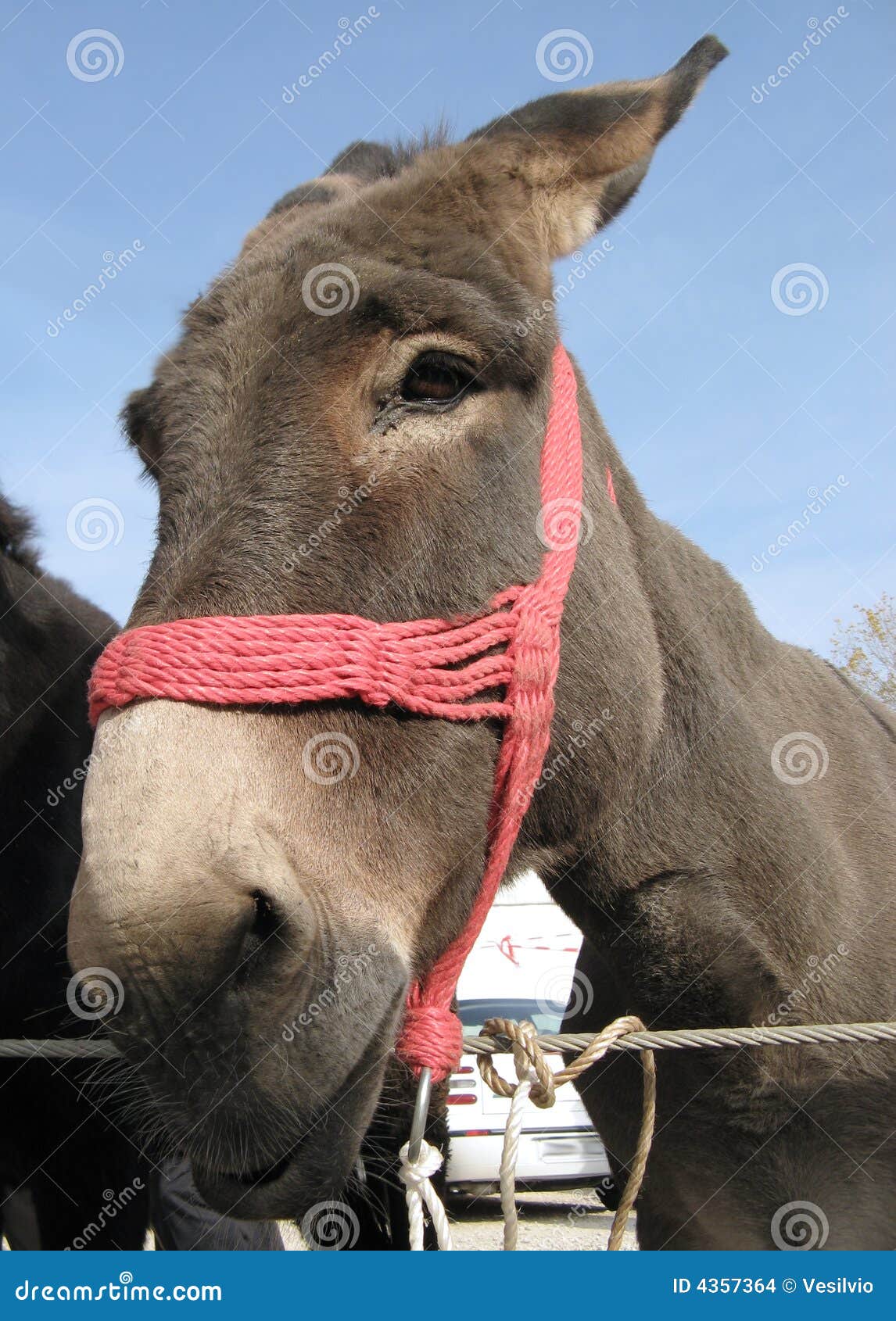 Donkey stock photo. Image of farmhouse, neck, barnyard - 4357364