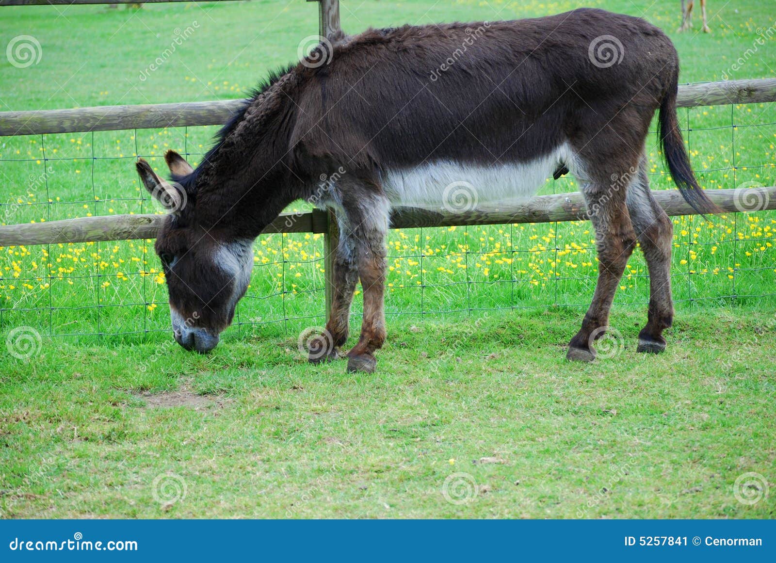 Donkey stock image. Image of mule, meadow, chew, countryside - 5257841