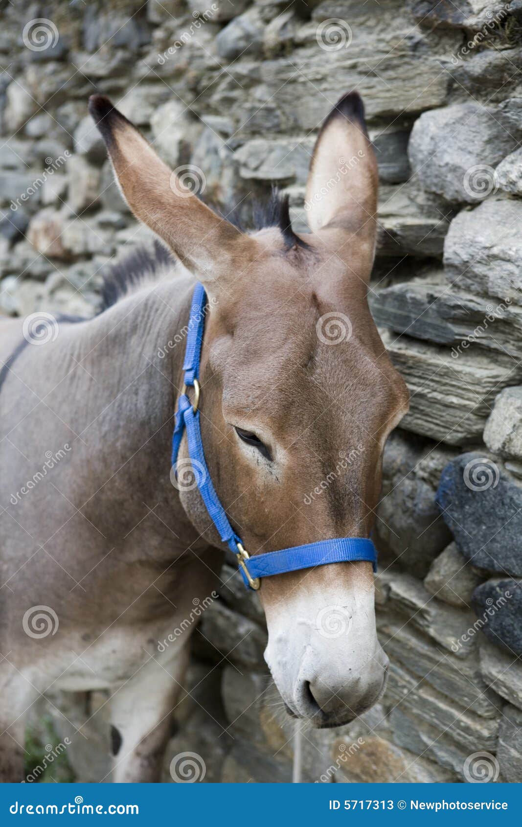 Donkey Picture. Image: 5717313