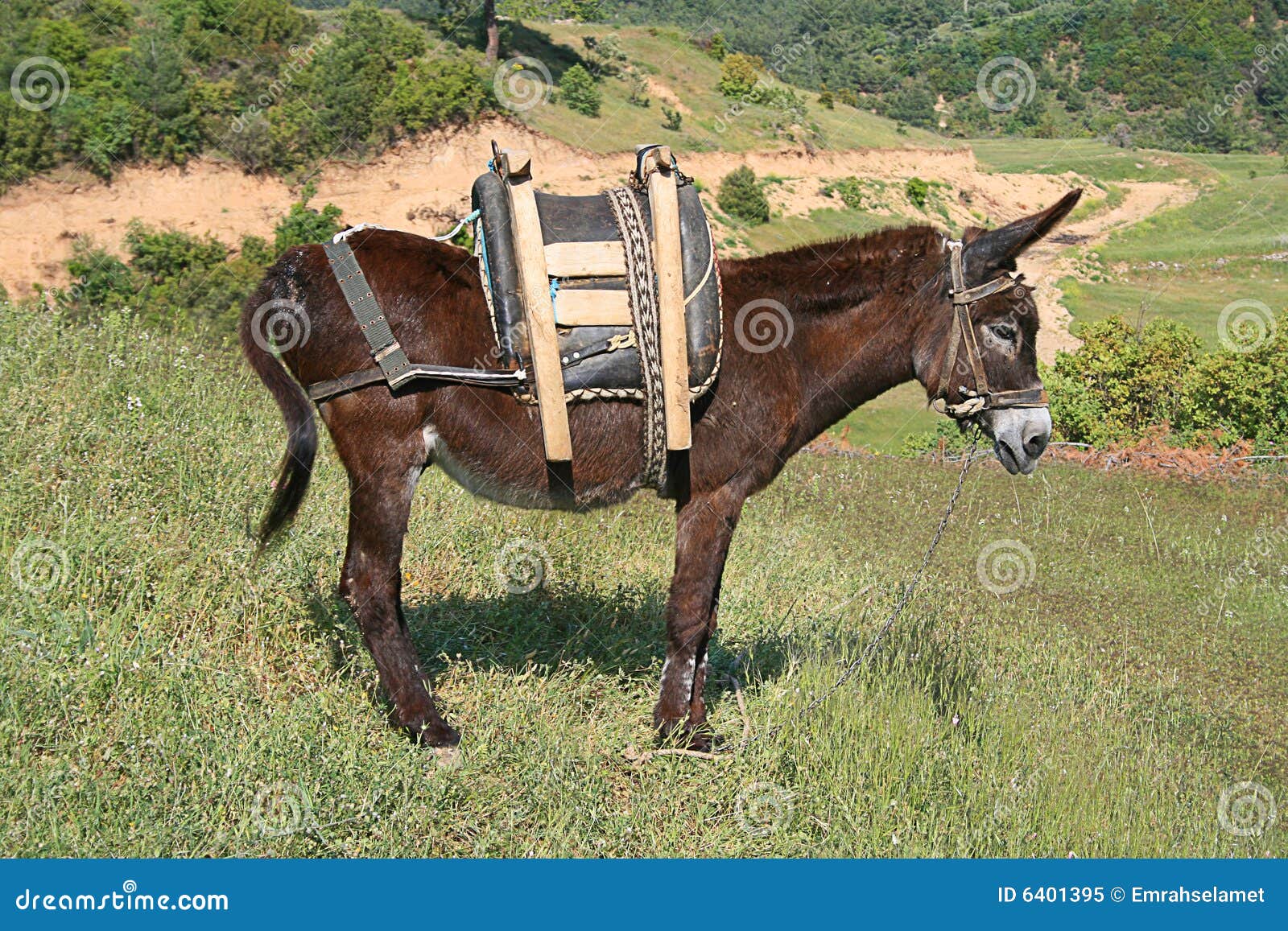 Donkey :) stock image. Image of animal, family, cattle - 6401395