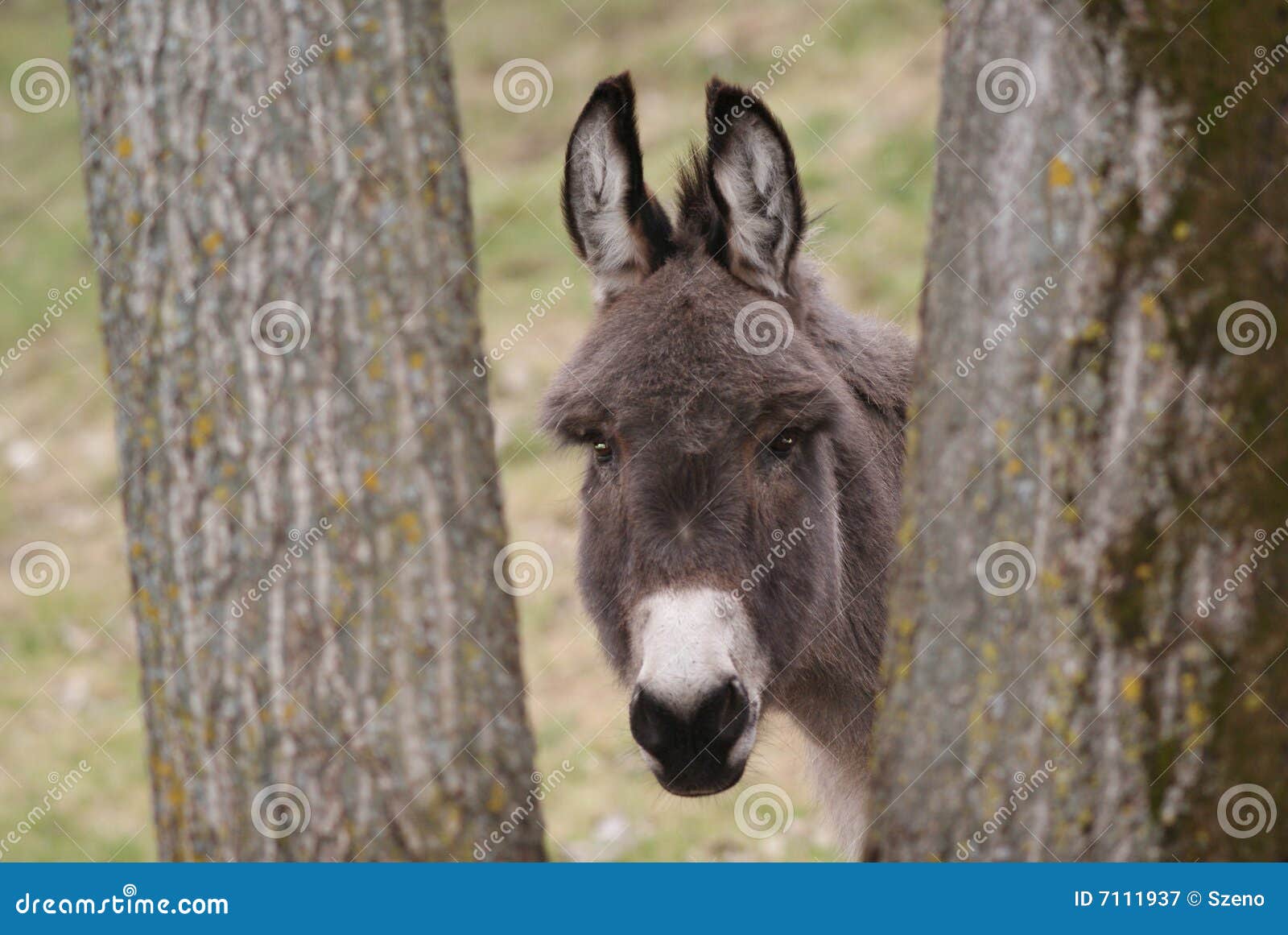 Donkey stock image. Image of farm, tree, mule, trees, donkey - 7111937