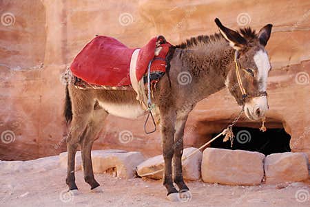 Donkey stock image. Image of jordan, cuddy, burro, pack - 8557469