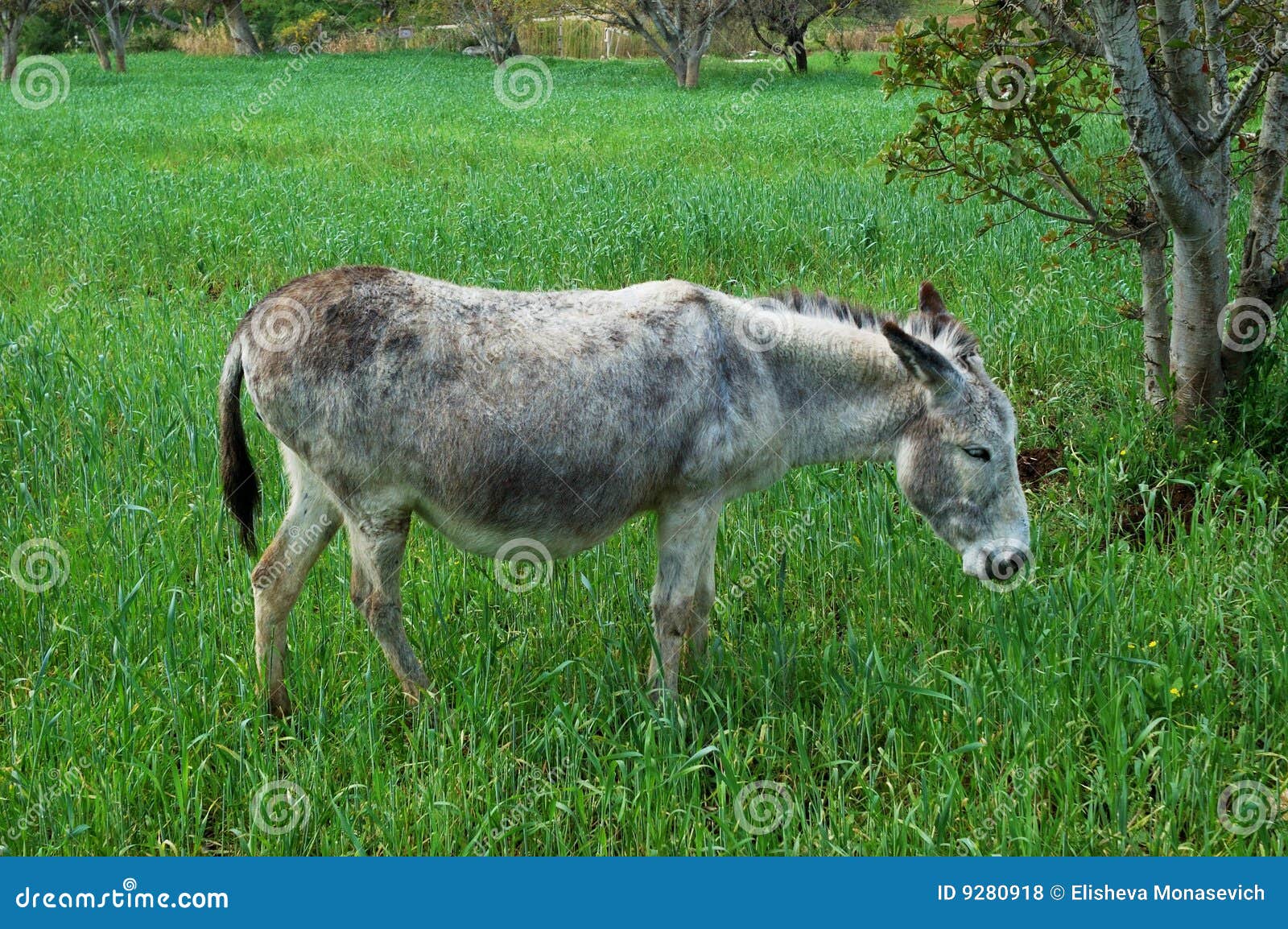 Donkey stock photo. Image of animal, motionless, tail - 9280918