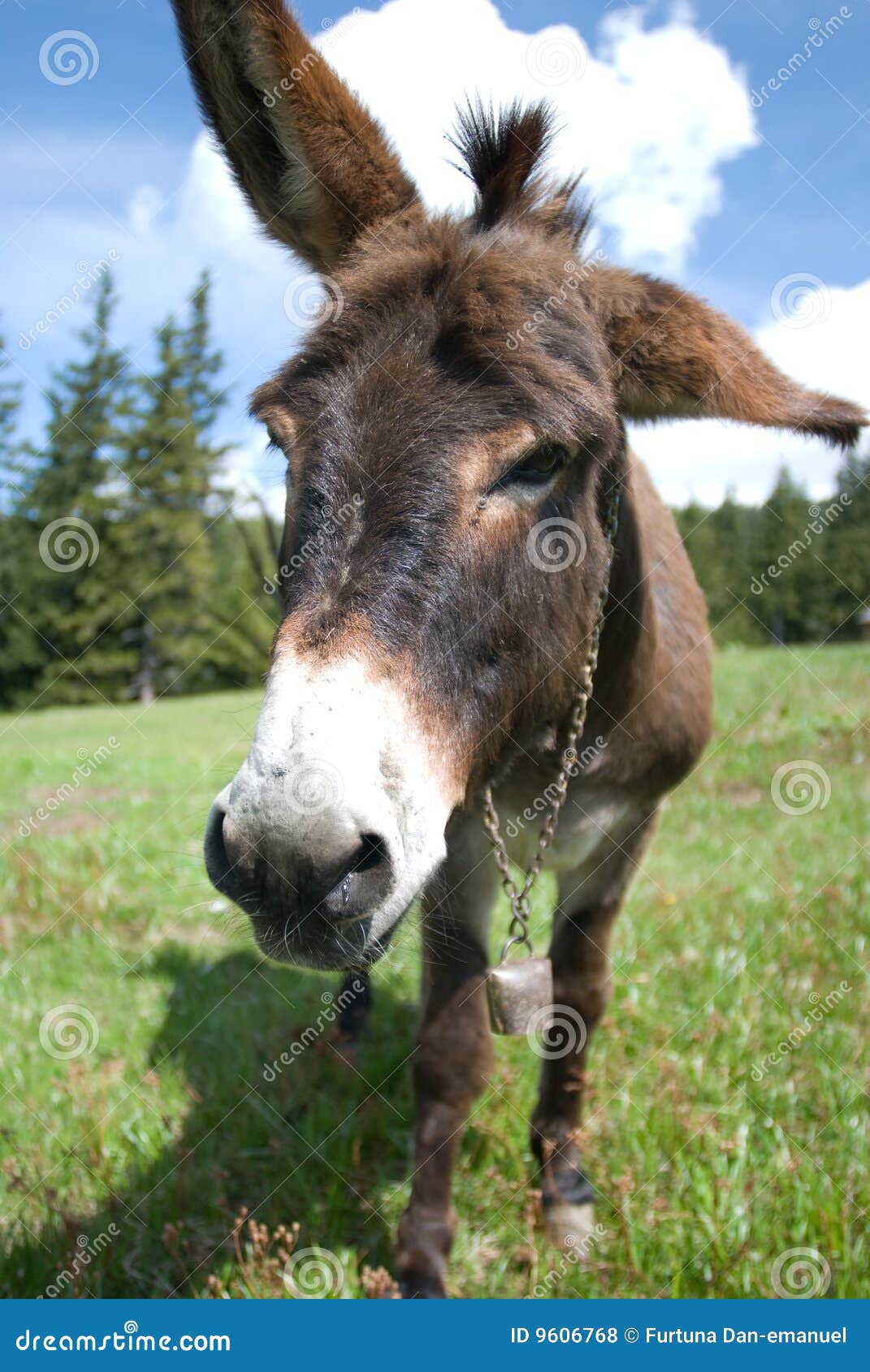 Donkey stock photo. Image of domestic, mountain, framing - 9606768