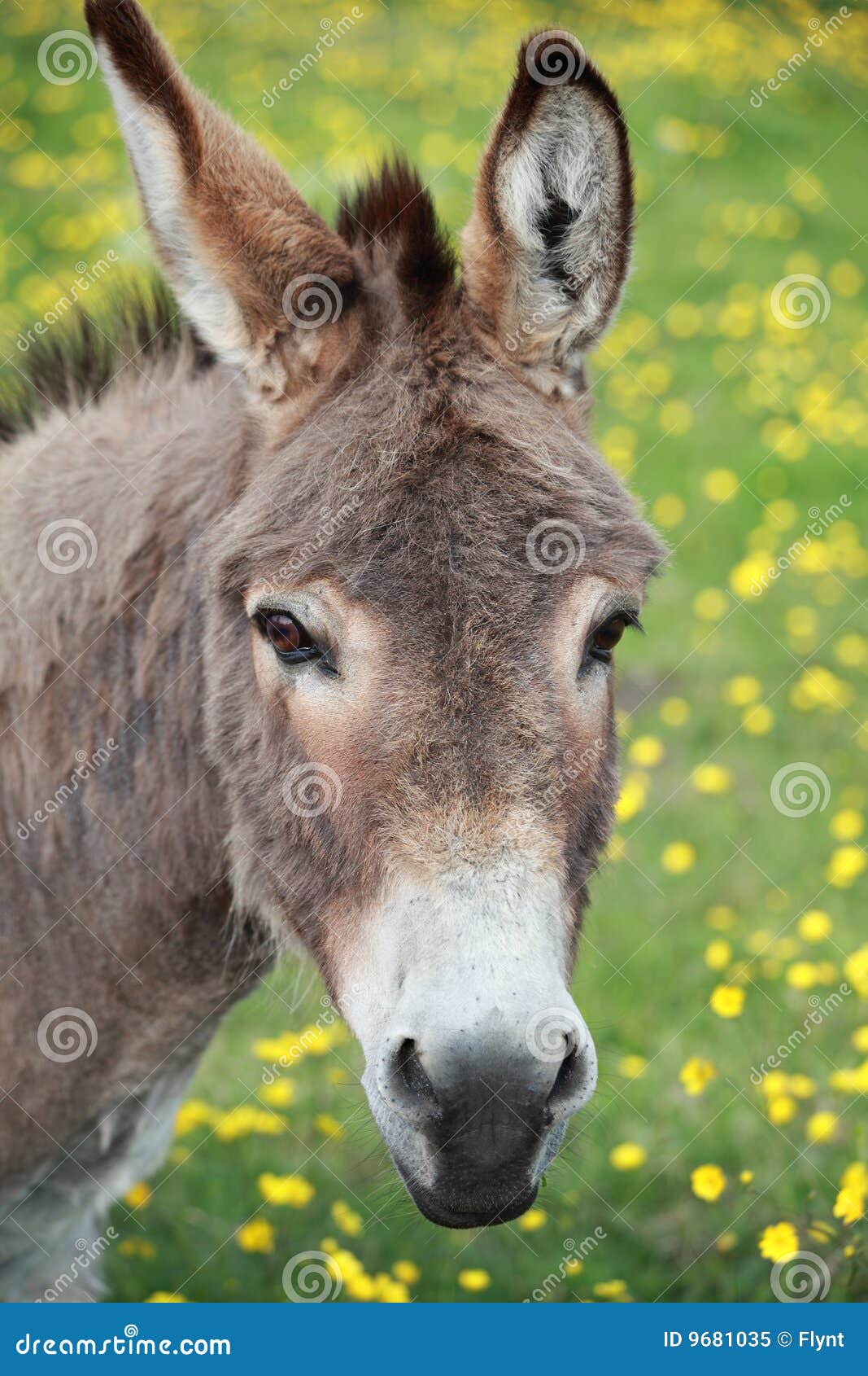 Donkey stock image. Image of horse, facial, family, view - 9681035