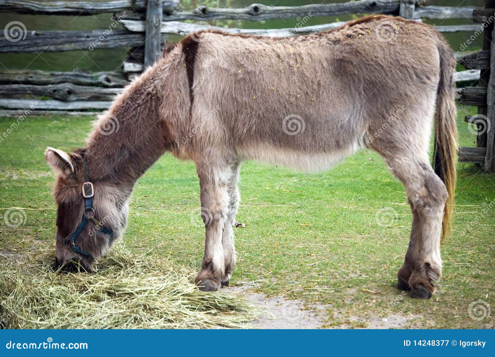 2,227 Donkey Ranch Photos - Free & Royalty-Free Stock Photos from ...
