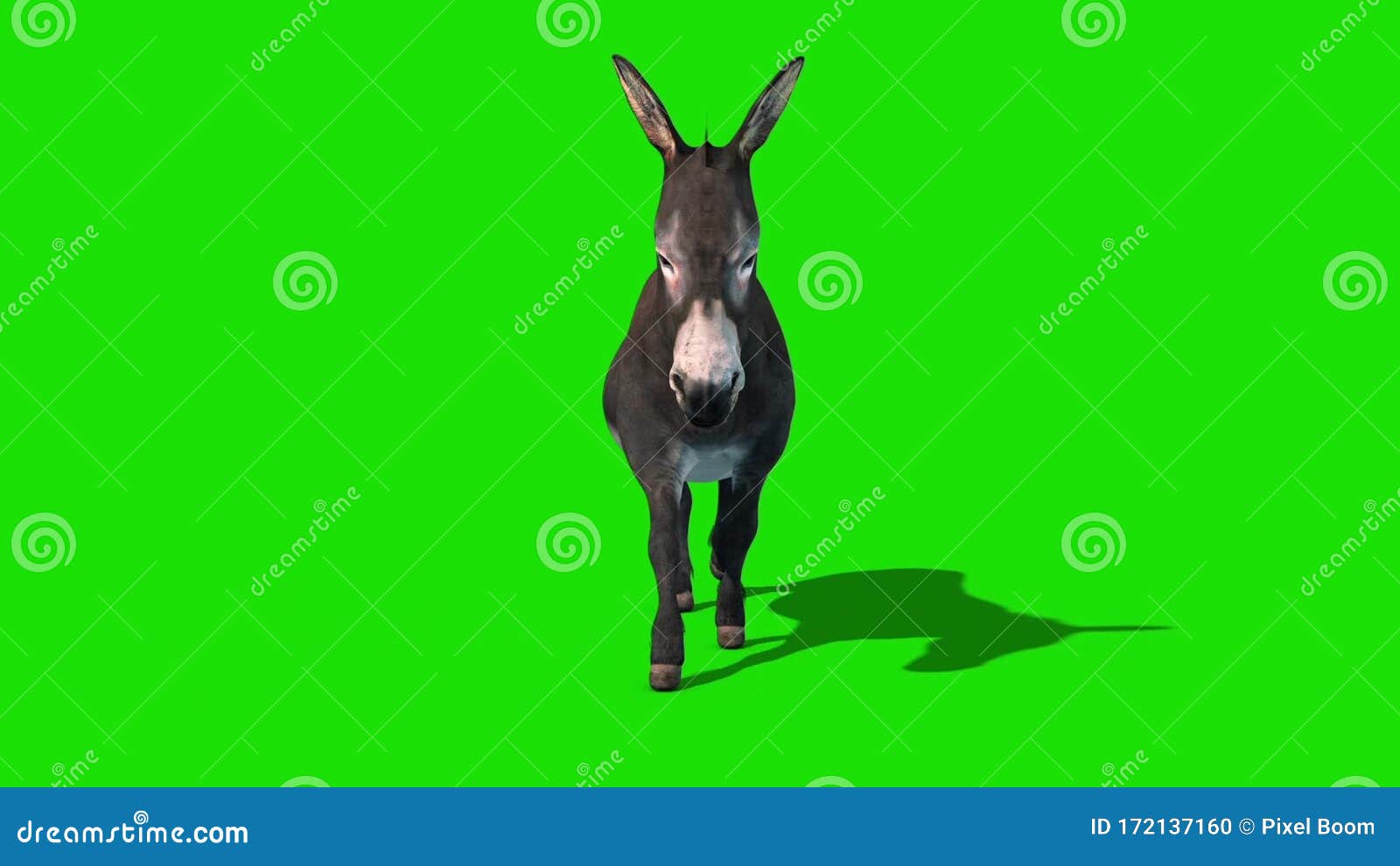 Donkey Animal Walkcycle Green Screen Front Loop 3D Rendering Animation ... Donkey Animal Walkcycle Green Screen Front Loop 3D Rendering Animation ...