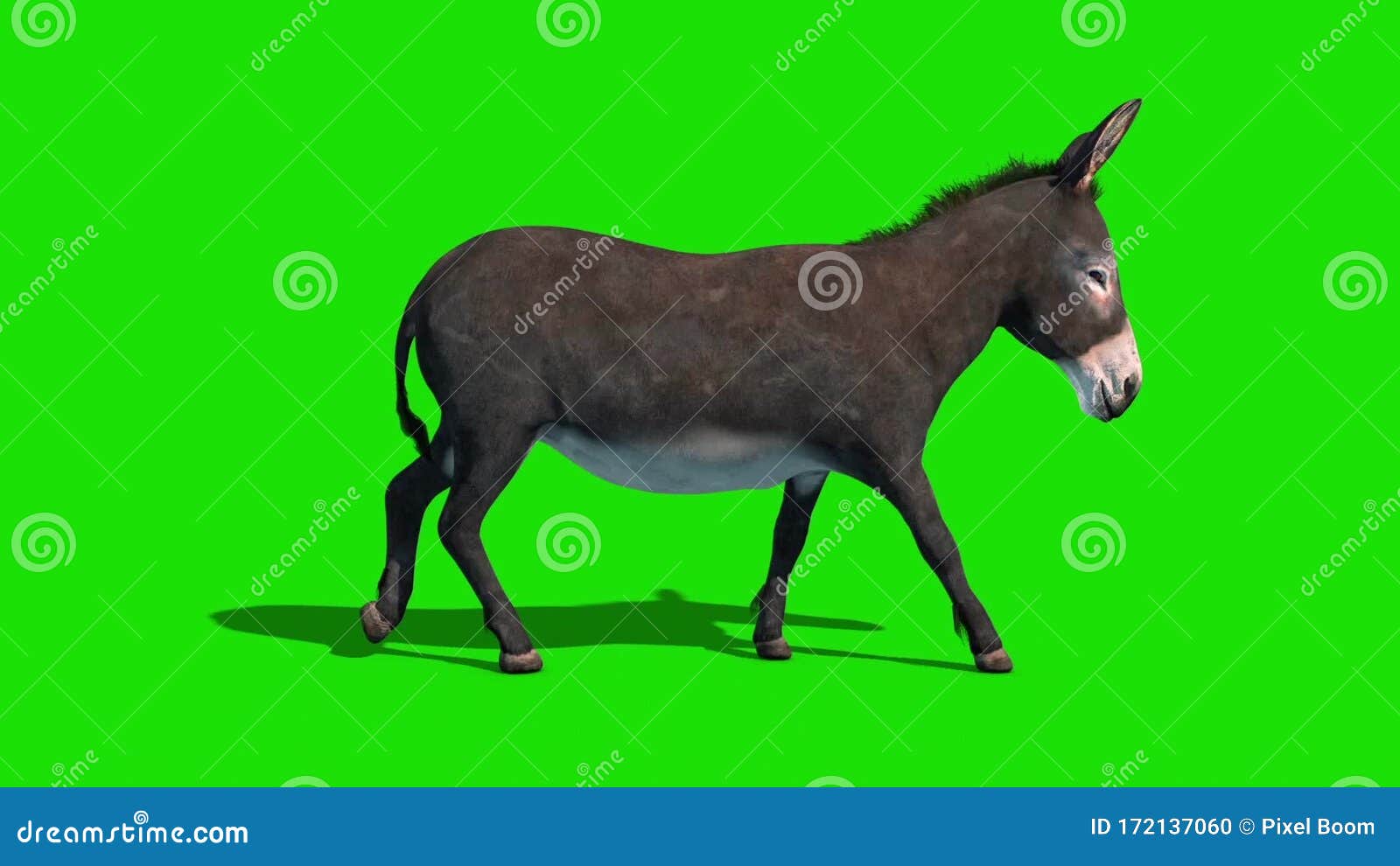 Donkey Animal Walkcycle Green Screen Side Loop 3D Rendering Animation ...