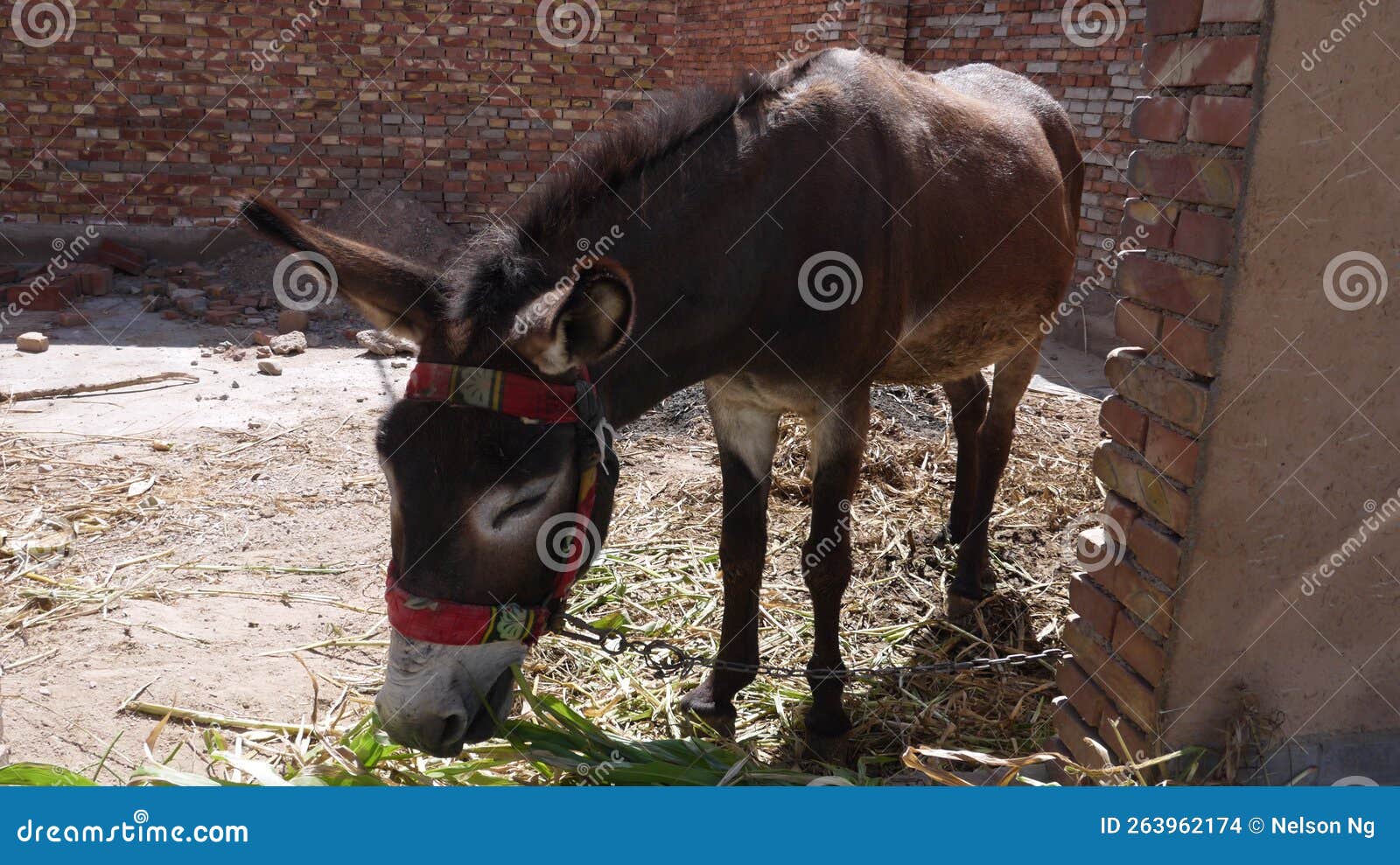 Donkey As a Main Form of Transportation in Rural Area Stock Photo ...