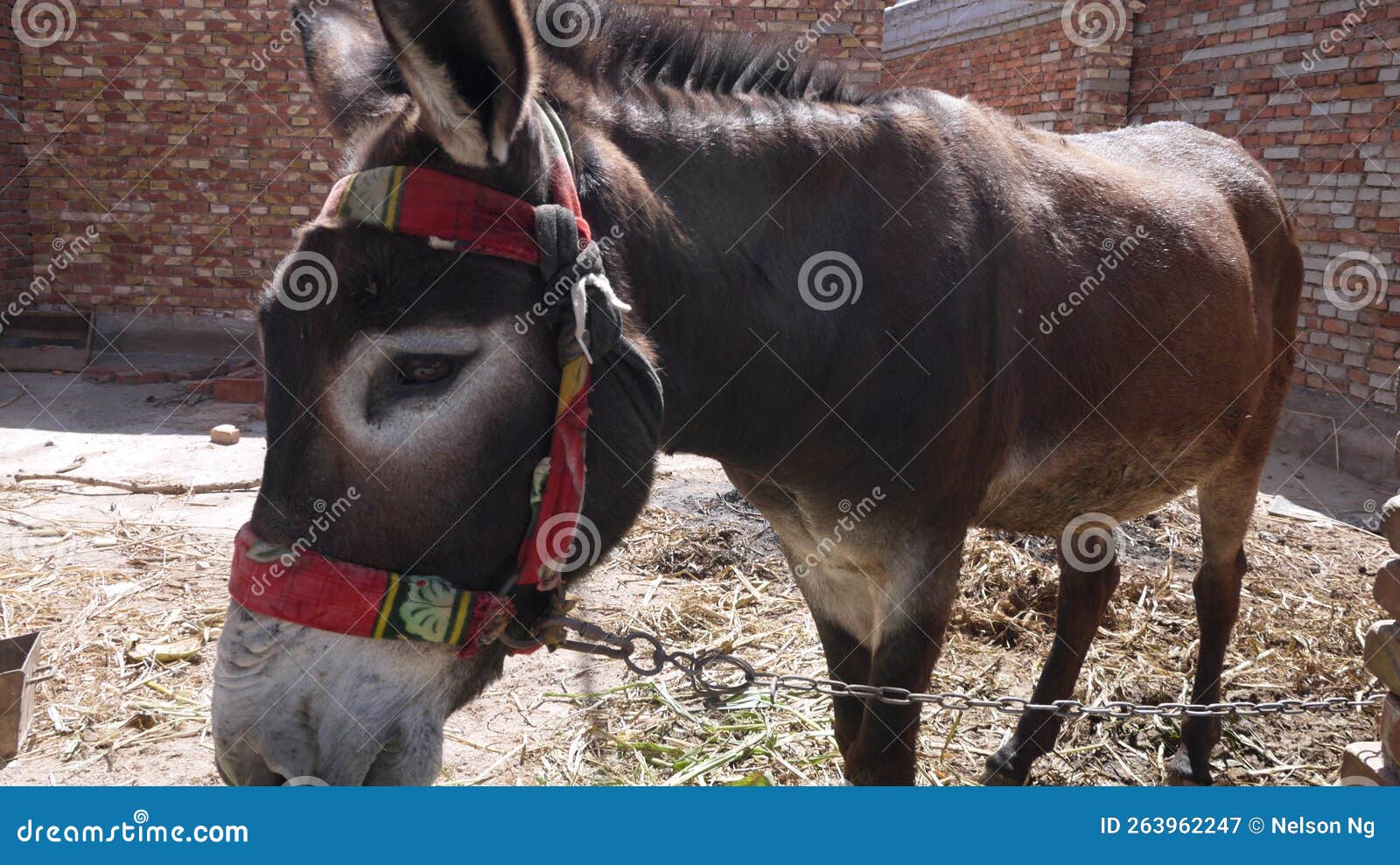 Donkey As a Main Form of Transportation in Rural Area Stock Image ...