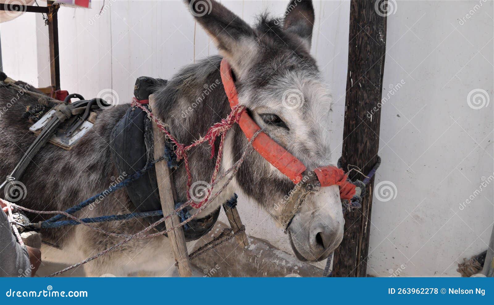 Donkey As a Main Form of Transportation in Rural Area Stock Photo ...