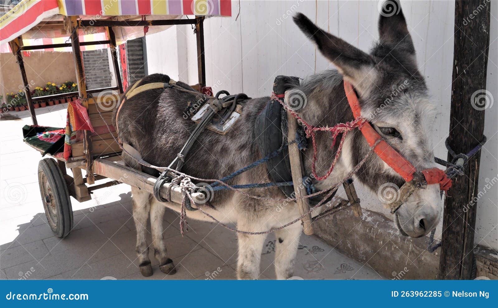 Donkey As a Main Form of Transportation in Rural Area Stock Image ...