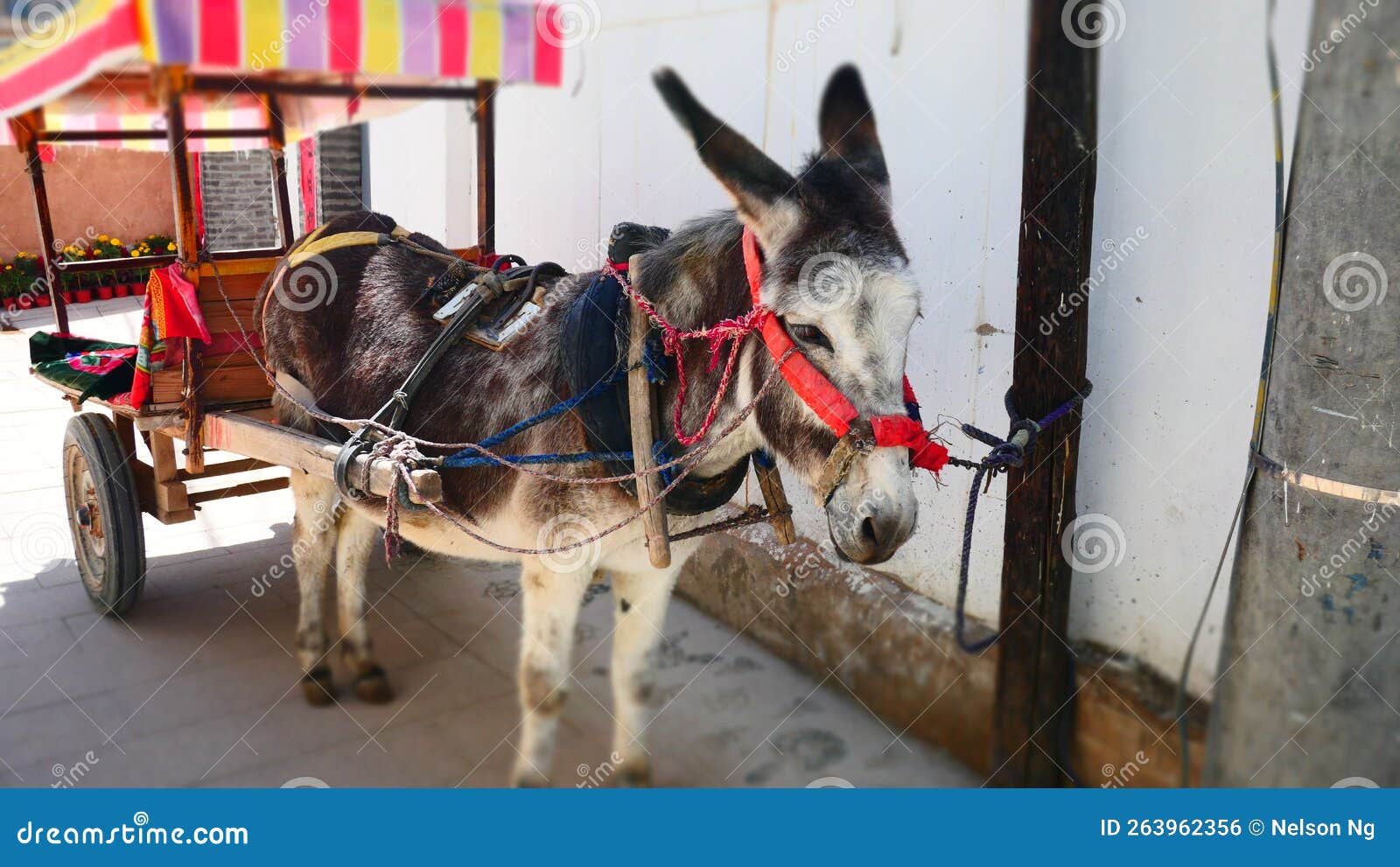 Donkey As a Main Form of Transportation in Rural Area Stock Photo ...