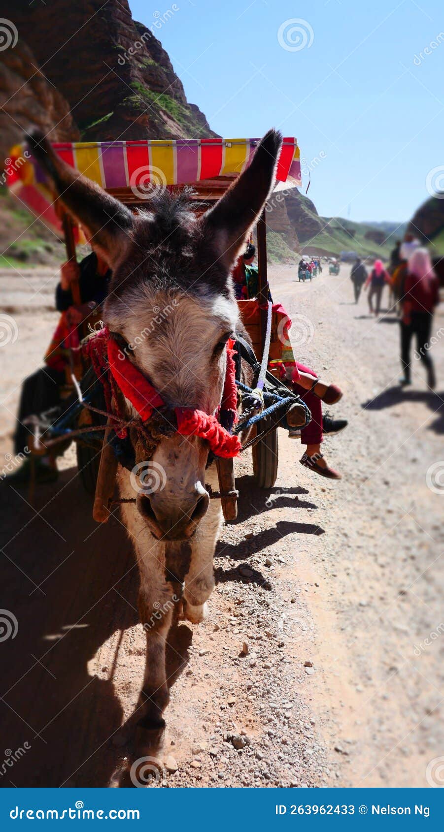 Donkey As a Main Form of Transportation in Rural Area Stock Image ...