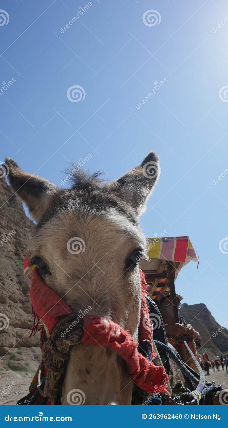Donkey As a Main Form of Transportation in Rural Area Stock Photo ...