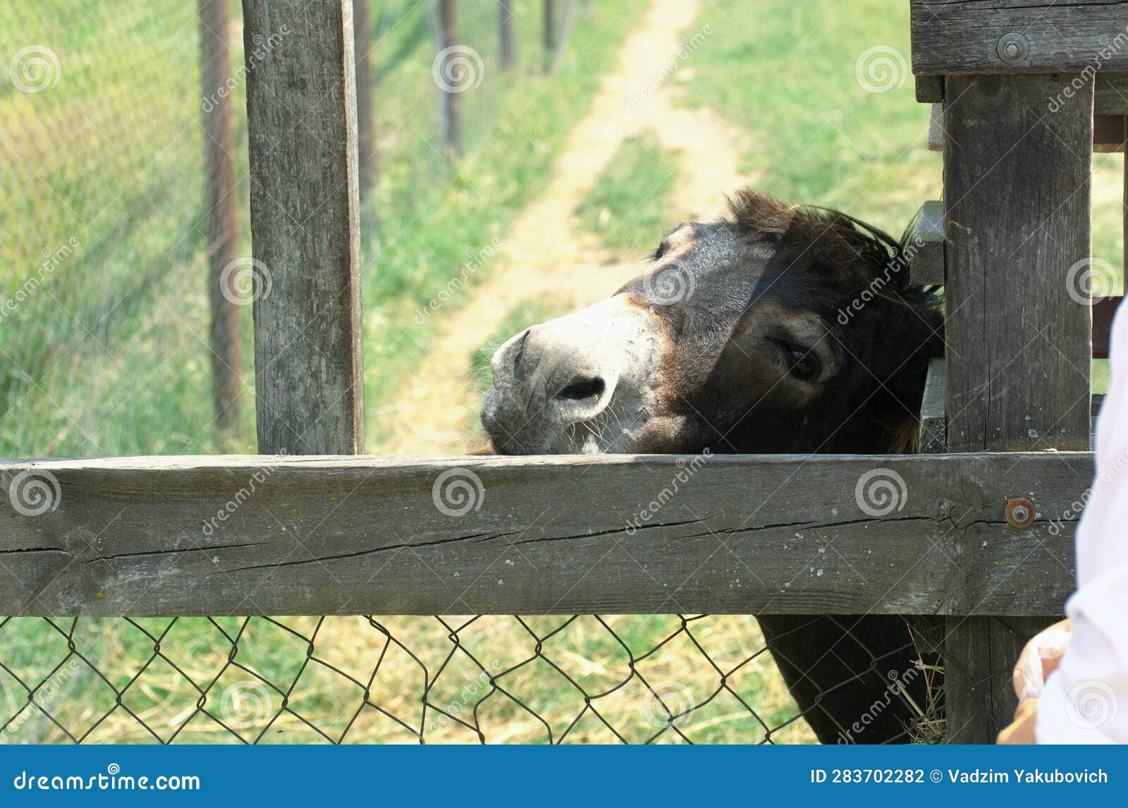 Donkey in an Aviary. Close-up Stock Photo - Image of belarus, aviary ...