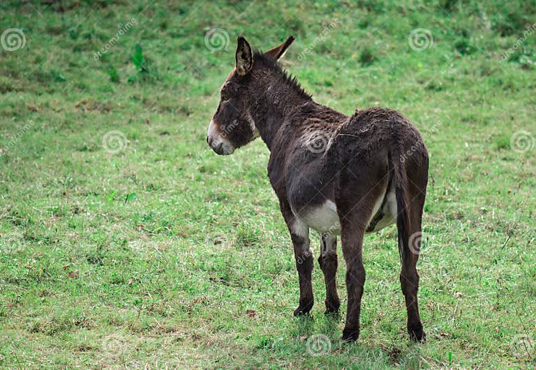 The donkey from a back stock photo. Image of green, young - 60991746