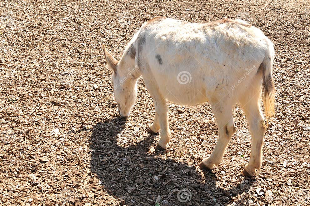 Donkey stock photo. Image of clean, landscape, animals - 57284006