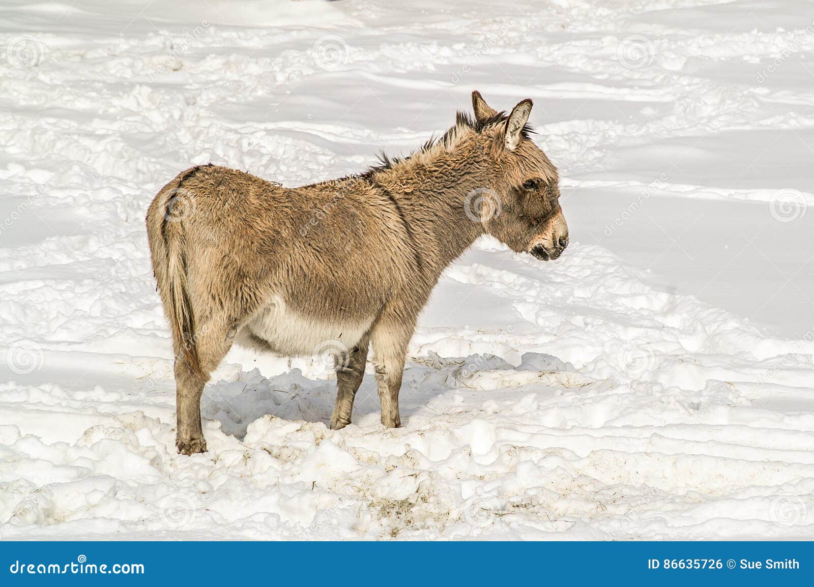 Donkey with Bangs in Snow stock photo. Image of snow - 86635726